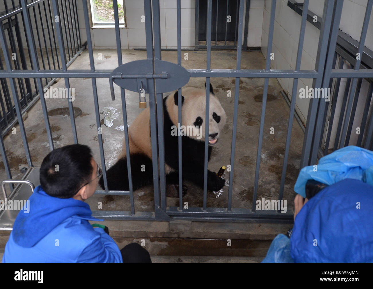 The three-year-old American-born giant panda Bao Bao is pictured at the ...