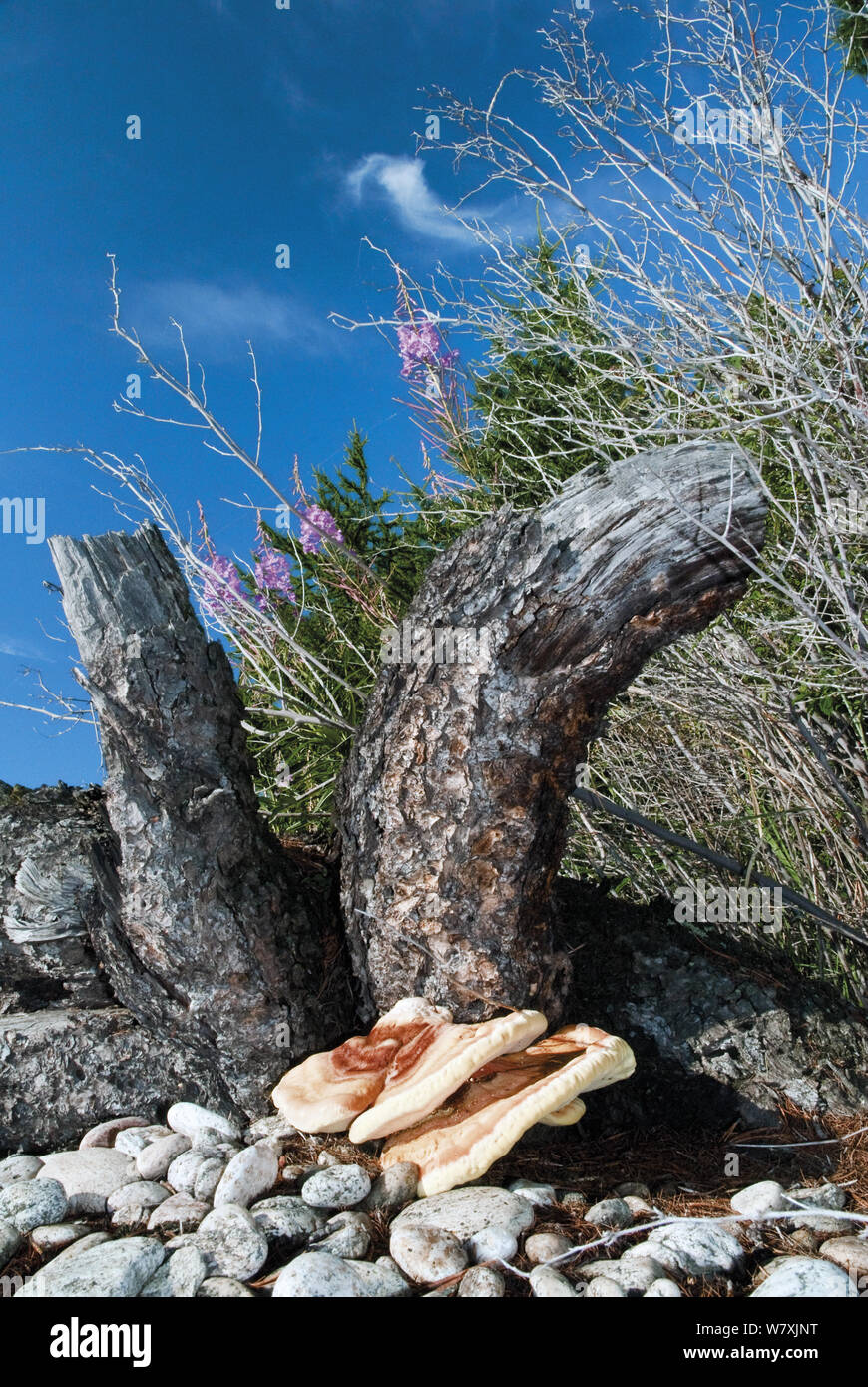 Fungus lake hi-res stock photography and images - Alamy