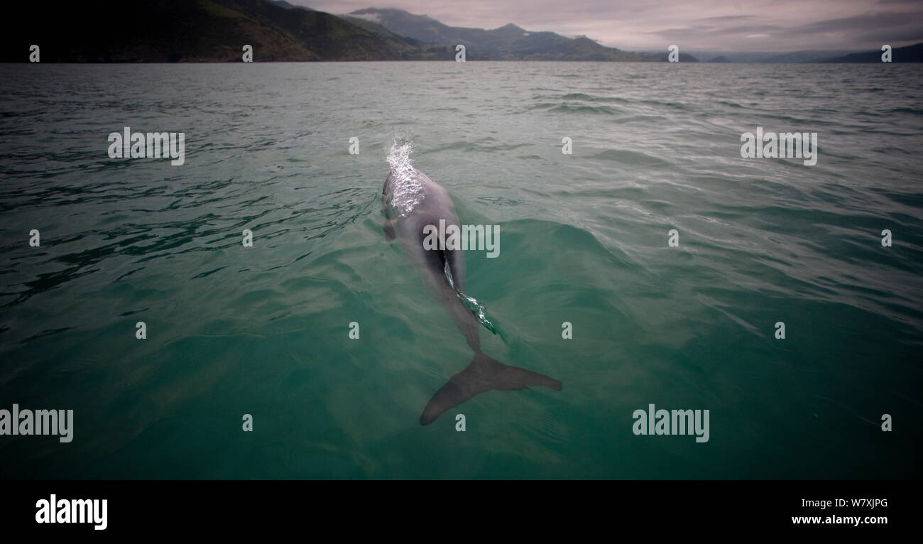 Hector's dolphin (Cephalorhynchus hectori) Akaroa Harbour, South Island ...