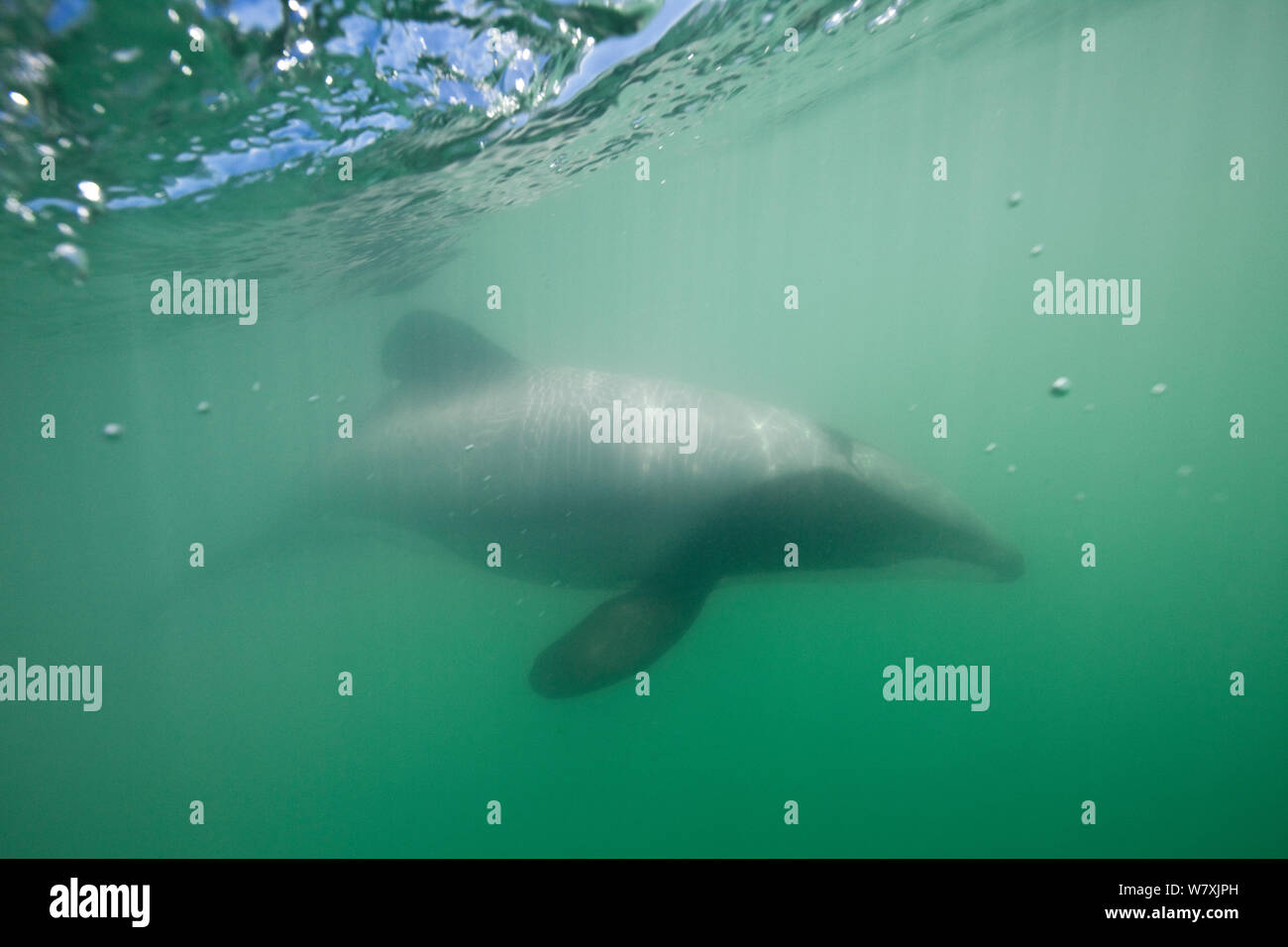 Maui's dolphin (Cephalorhynchus hectori maui) Critically Endangered ...
