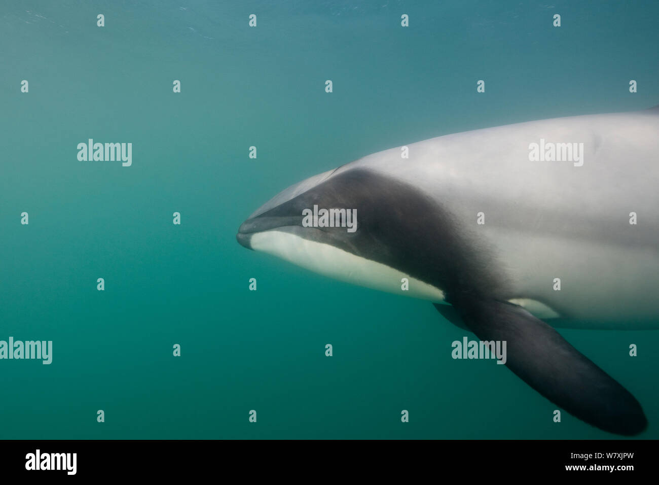 Dolphin side view not bottlenose hi-res stock photography and images ...