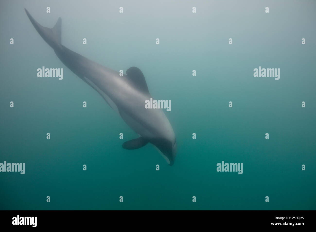 Dolphin side view not bottlenose hi-res stock photography and images ...