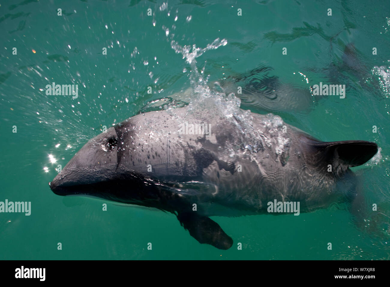 Hector's dolphin (Cephalorhynchus hectori) Akaroa Harbour, South Island ...