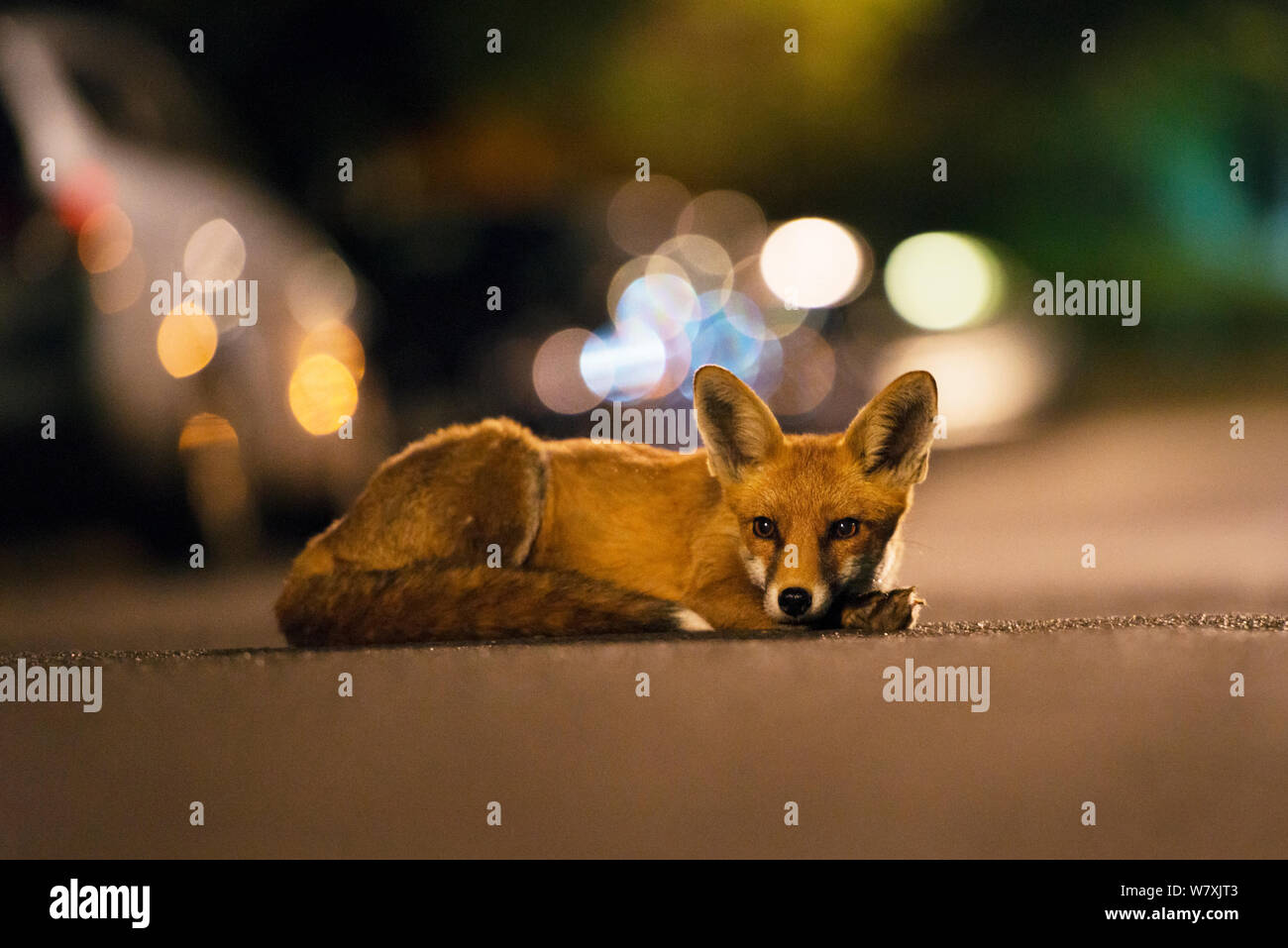 Fox lying down hi-res stock photography and images - Alamy