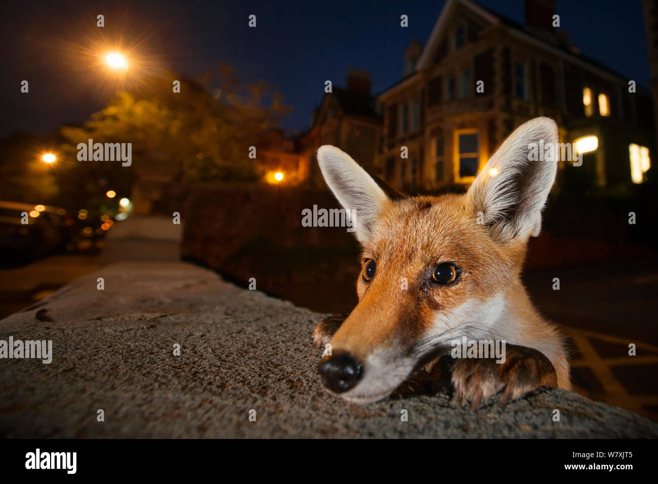 Poking head over hi-res stock photography and images - Alamy