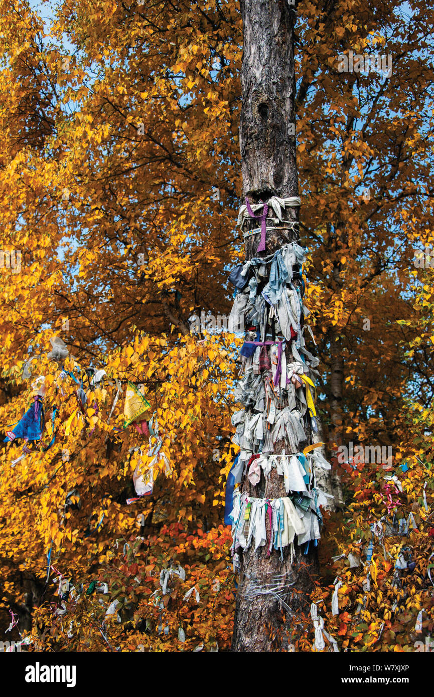 Tied to tree hi-res stock photography and images - Alamy