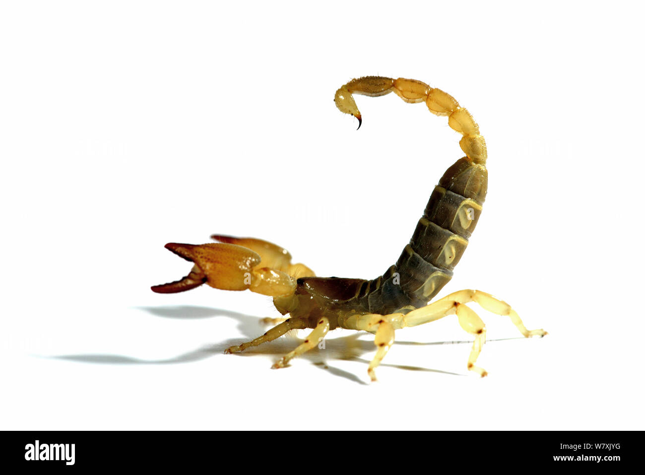 Large scorpion hi-res stock photography and images - Alamy