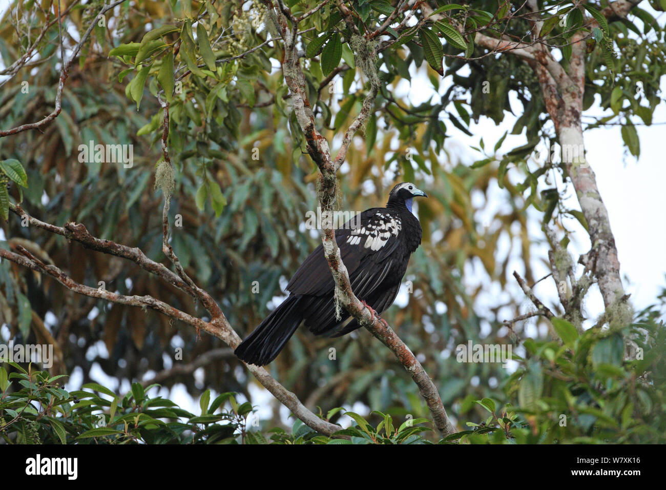 Trinidad piping guan (Pipile pipile) perched, Trinidad and Tobago Stock Photo - Alamy