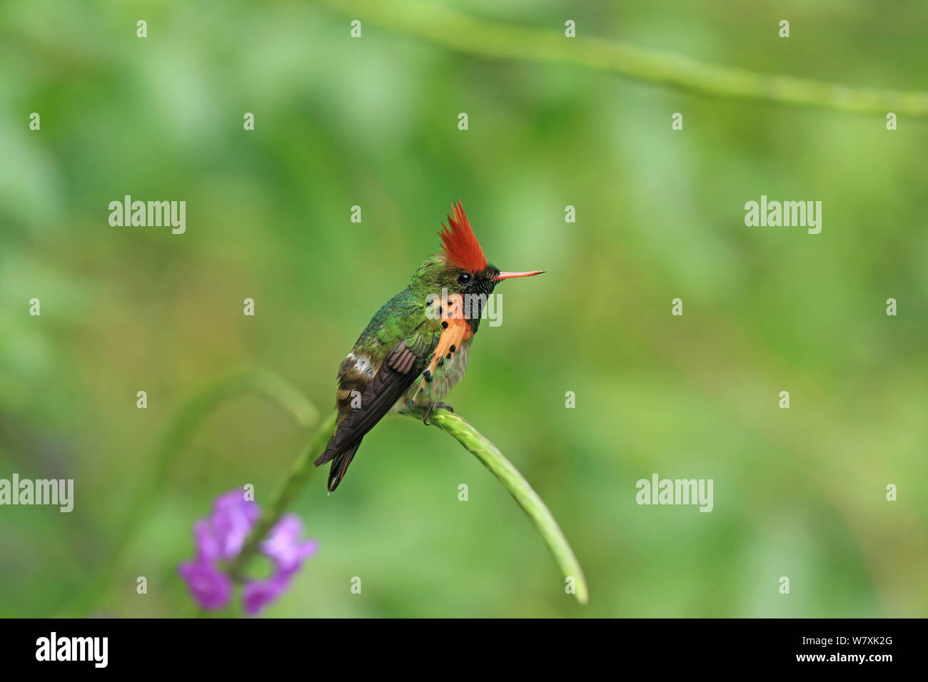 Tufted coquette hummingbird hi-res stock photography and images - Alamy