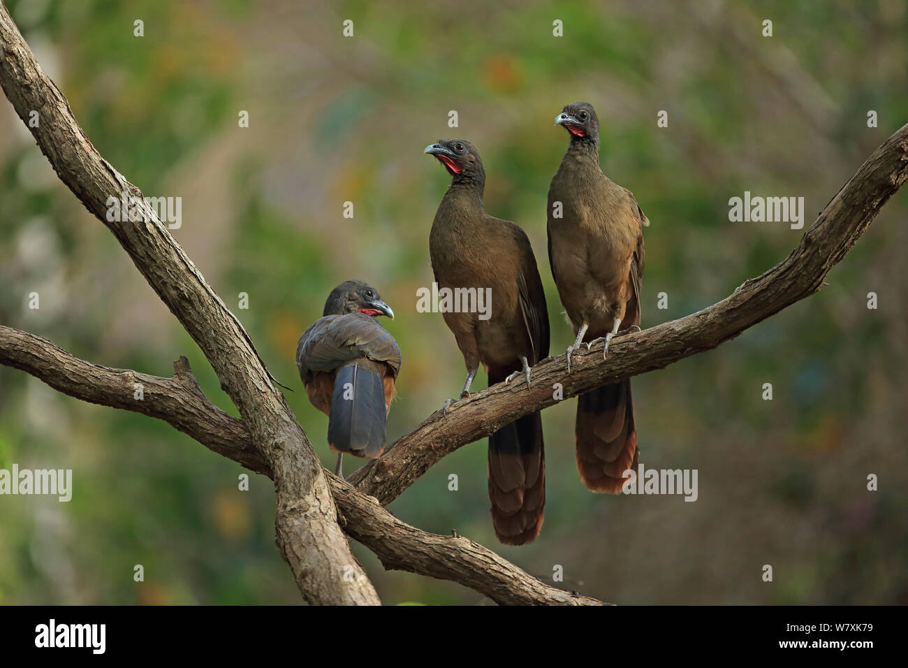 Cocrico hi-res stock photography and images - Alamy