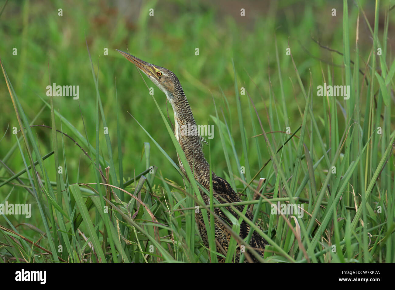Pinnated bittern (Botaurus pinnatus) amongst reeds, Trinidad Stock ...