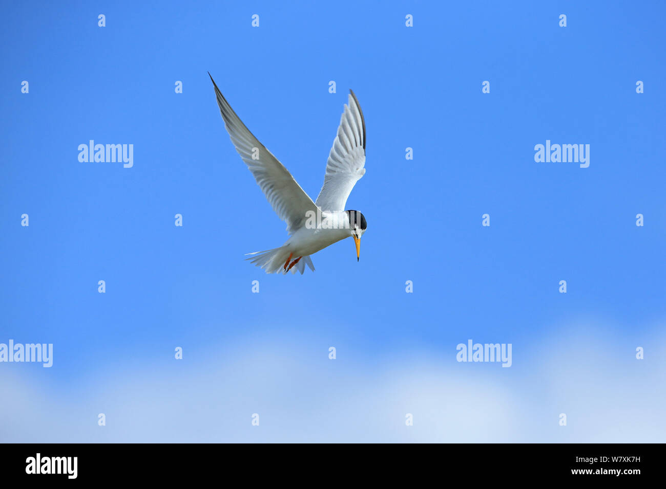 Sterna albifrons seabird hi-res stock photography and images - Alamy