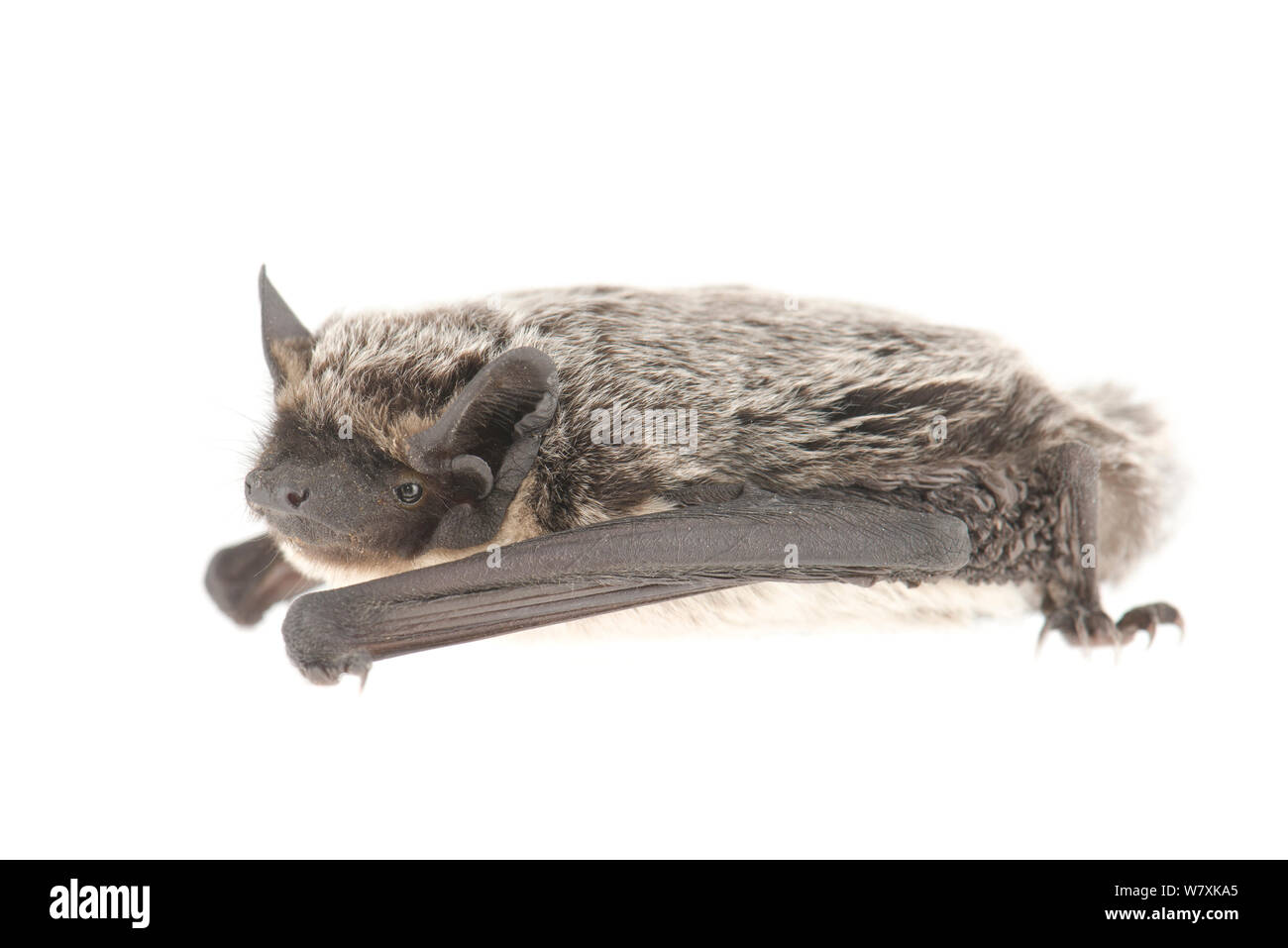 Parti-coloured bat (Vespertilio murinus) The Netherlands, August ...