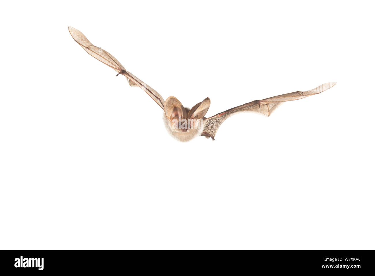 Grey long eared bat hi-res stock photography and images - Alamy