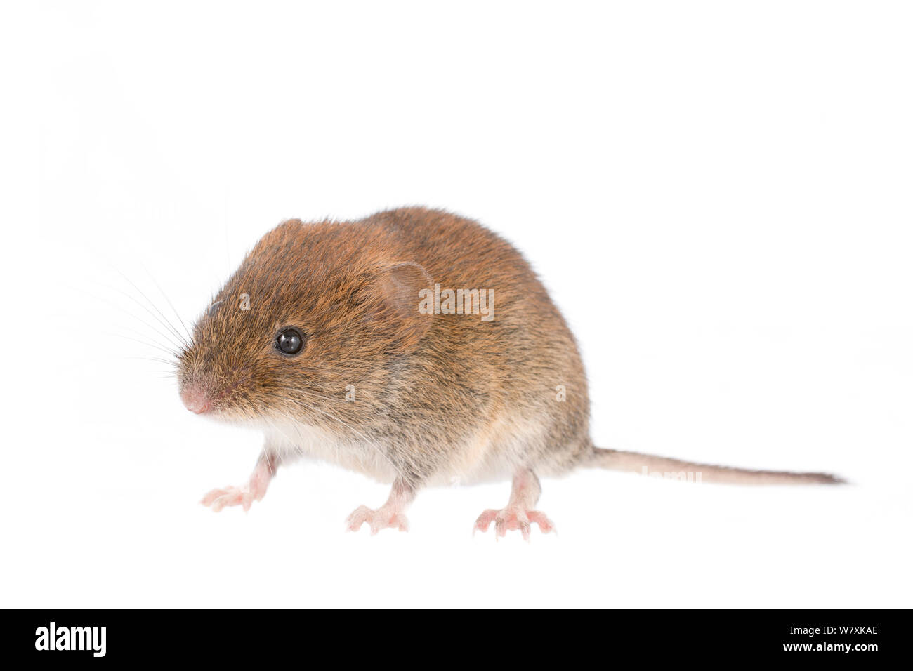 Common bat Cut Out Stock Images & Pictures - Alamy