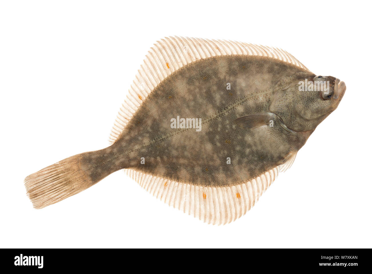 European Flounder (Platichthys flesus) The Netherlands, March ...