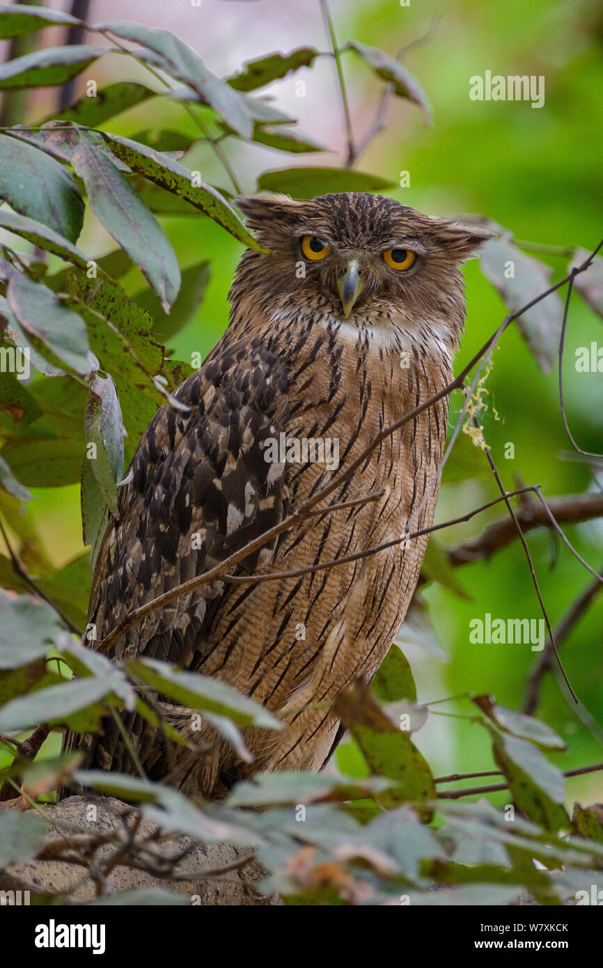 Brown Fish Owl (Ketupa zeylonensis) perched in tree. Bandhavgarh ...
