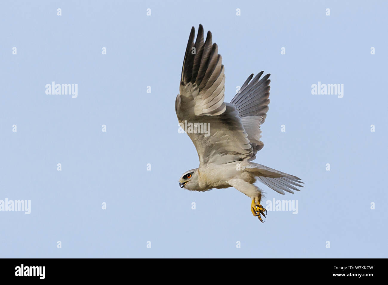 Black-shouldered Kite (Elanus caeruleus) in flight, hunting ...