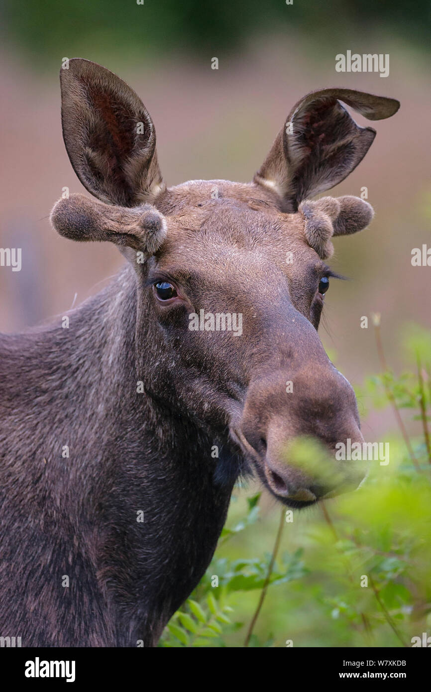 Young male European Moose (Alces alces) or European Elk standing in ...