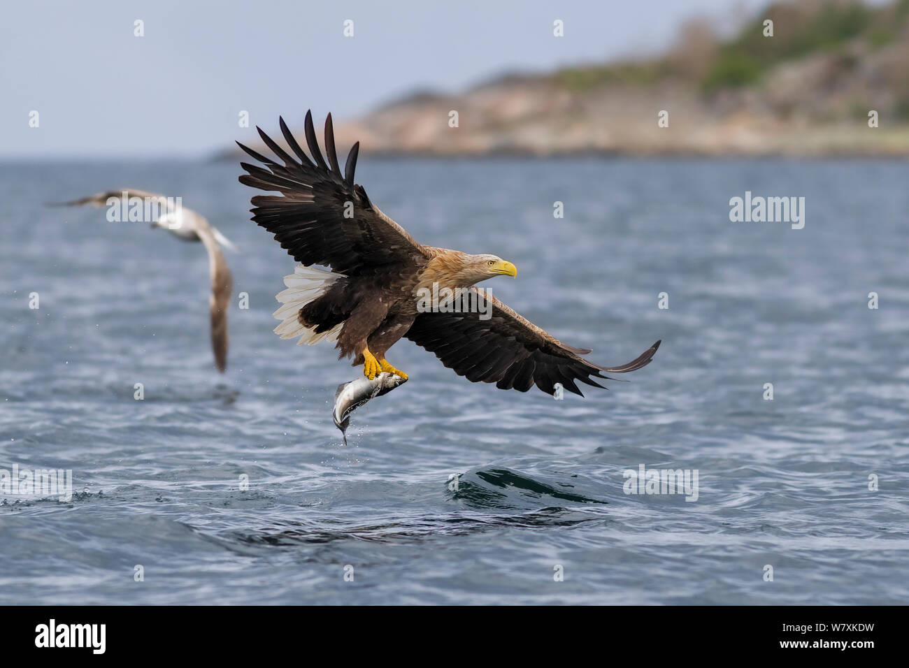 An animal being chased hi-res stock photography and images - Alamy