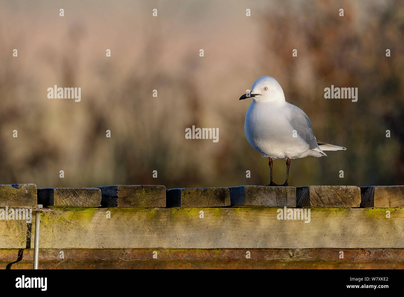 Black-billed/Buller's Gull (Chroicocephalus bulleri) perched on small ...