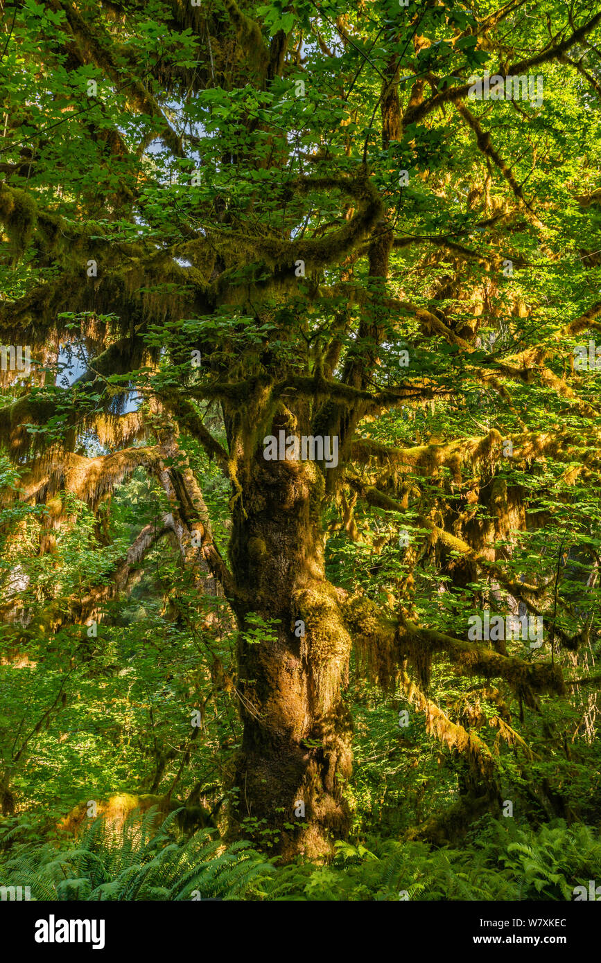 Tree gall burl hi-res stock photography and images - Alamy