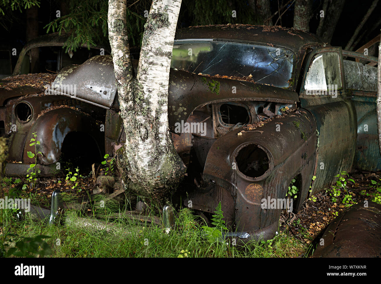Birch tree (Betula sp) growing up through old rusting car at night ...