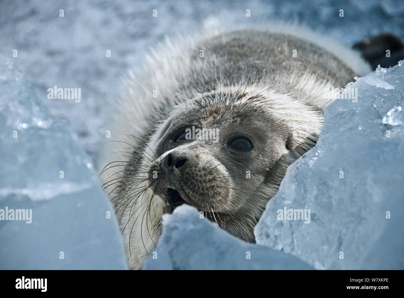 Baby Baikal seal (Pusa sibirica) on ice, endemic species. Lake Baikal ...