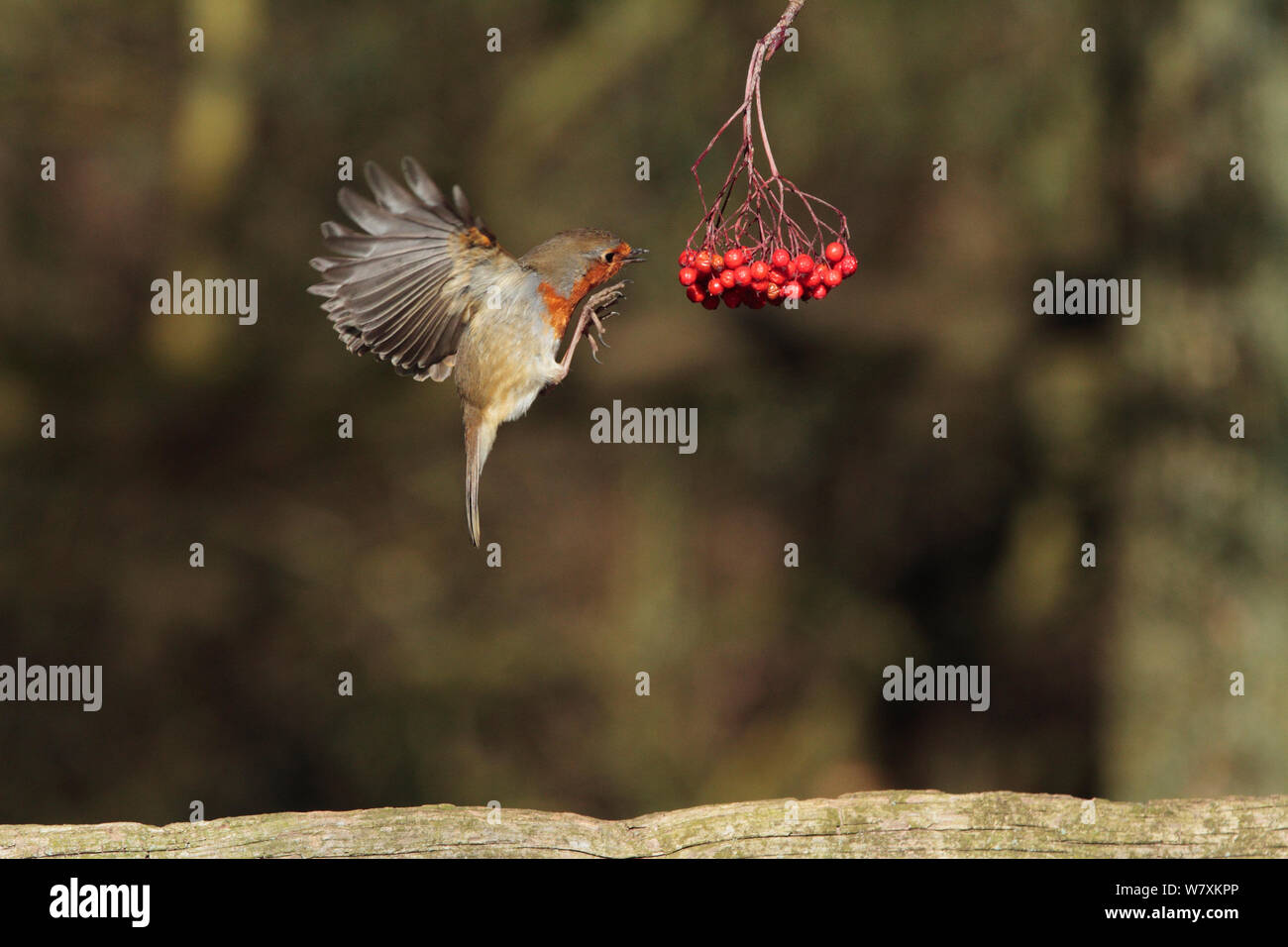 Robin flying uk hi-res stock photography and images - Alamy