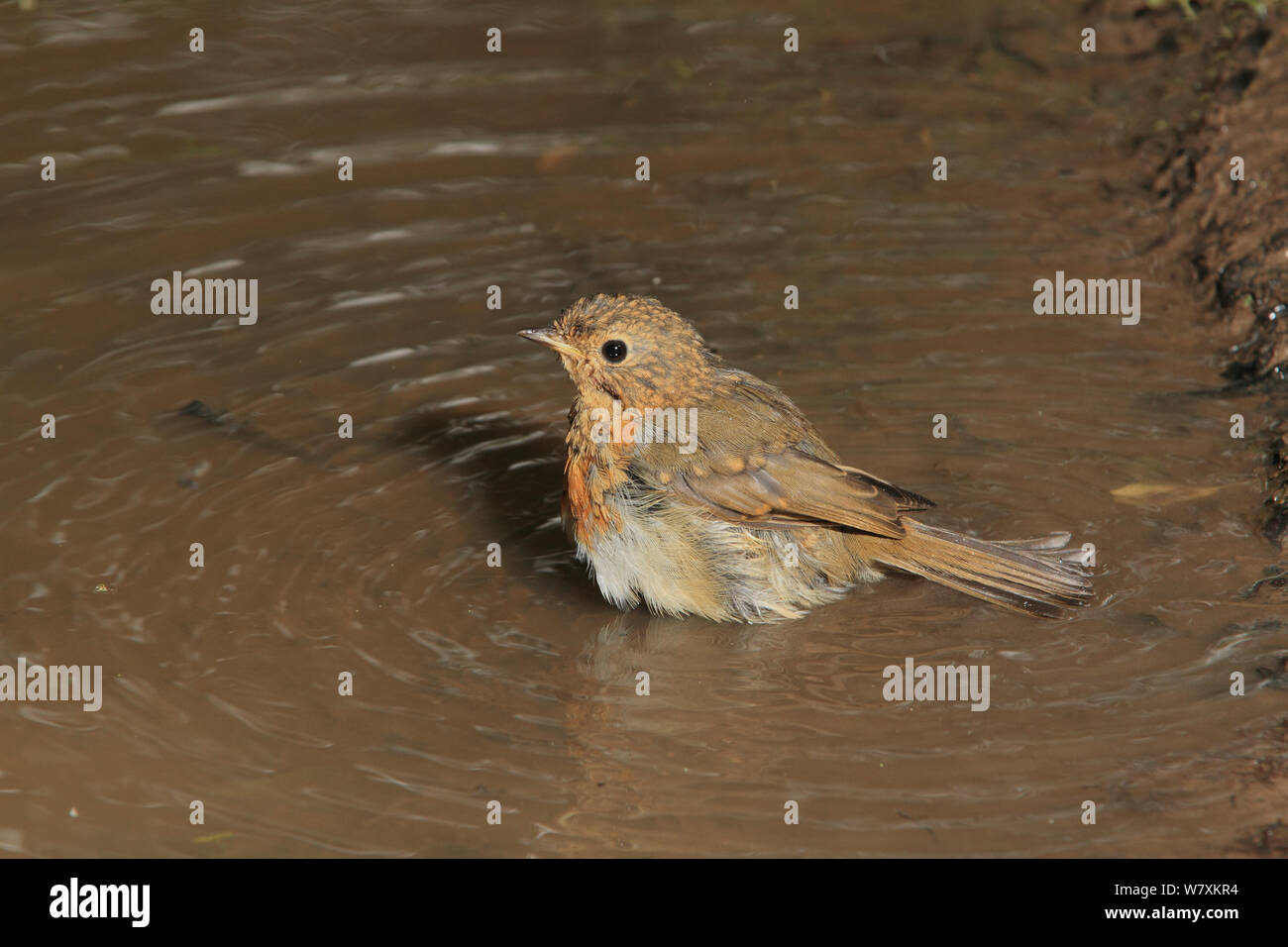 Juvenile robin in woodland hi-res stock photography and images - Alamy