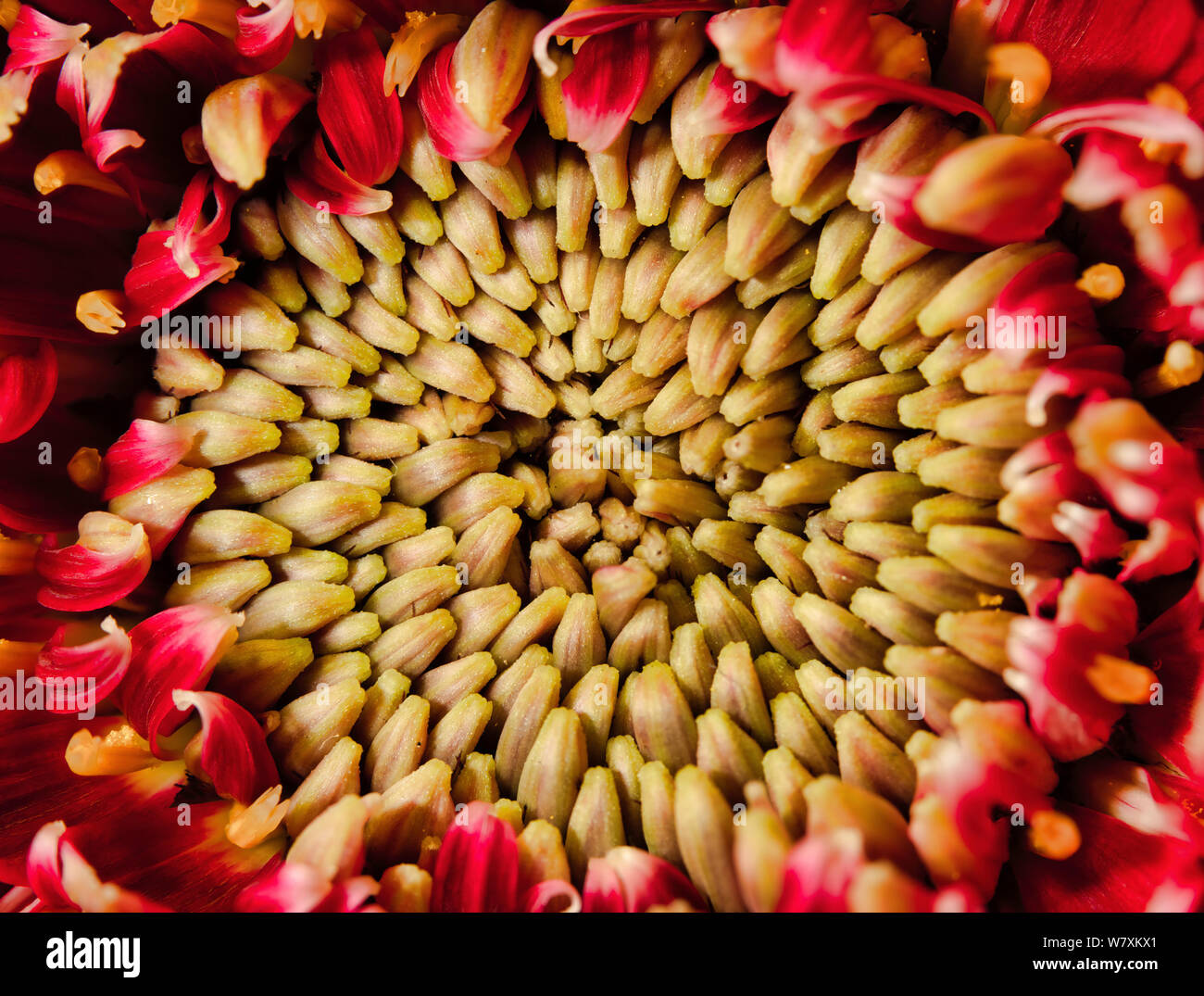 Marco hdr hi-res stock photography and images - Alamy