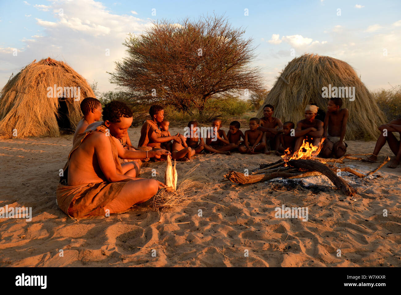 Naro San Bushmen family sitting around fire, woman peeling the root of ...