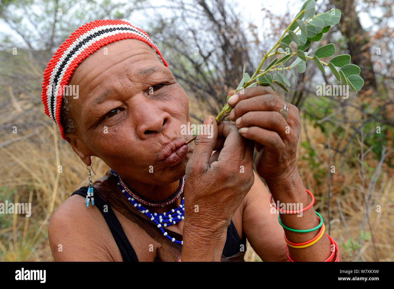 Naro San woman eating the root of a medicinal 'liver plant', Kalahari ...