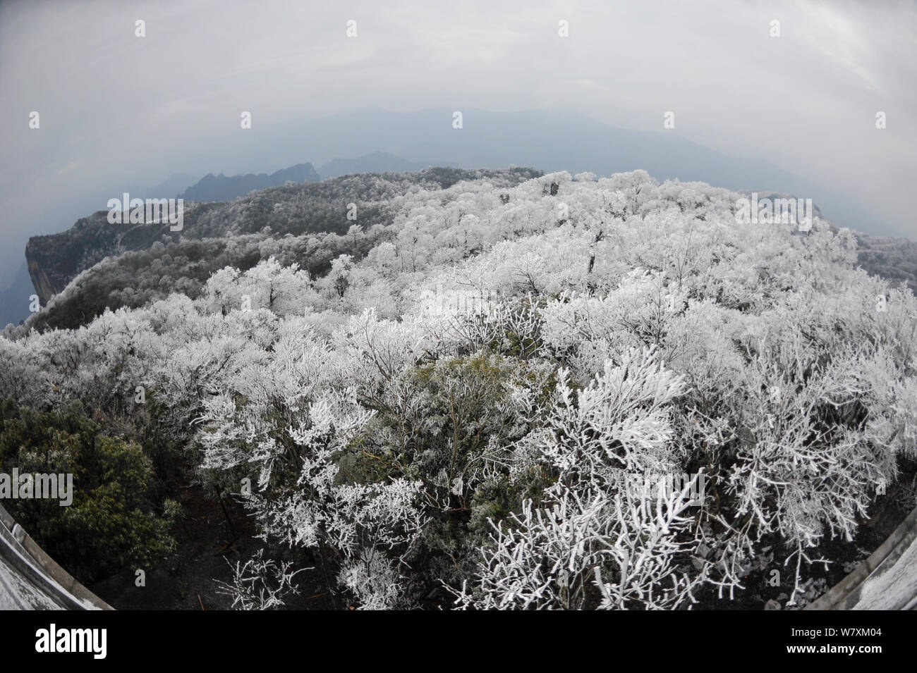 Landscape of rime-covered trees on Tianmen Mountain (or Tianmenshan ...