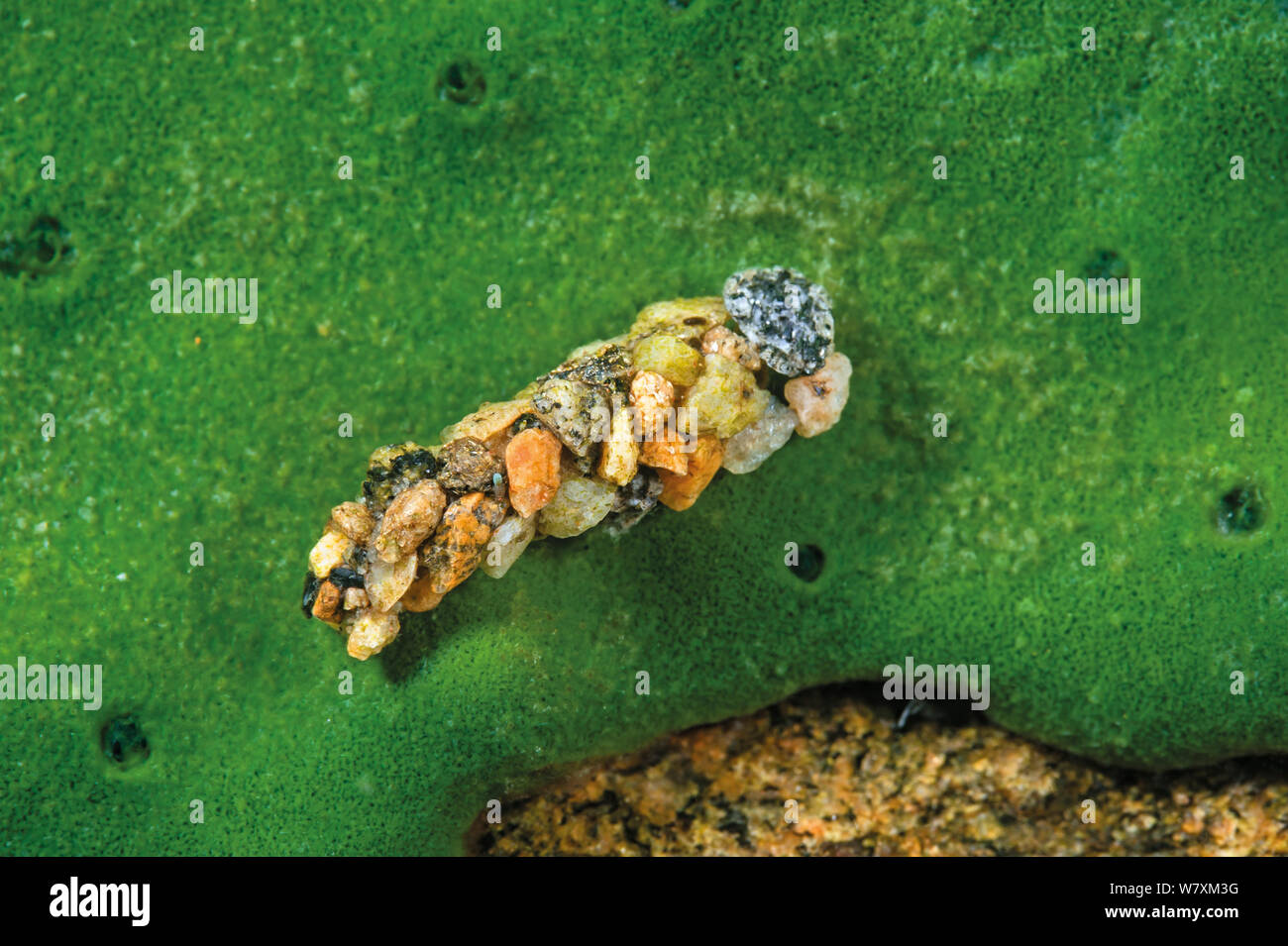Caddisfly (Trichoptera) larva on endemic Demosponge (Lubomirskia ...