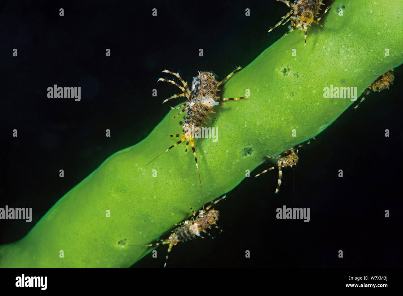 Amphipods (Pallasea cancellus) on Demosponge (Lubomirskia baicalensis ...
