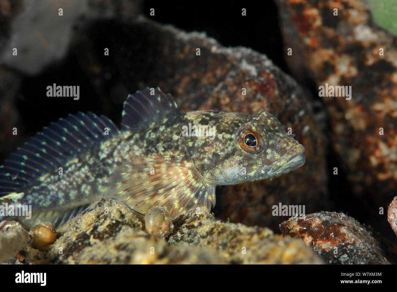 Freshwater Sculpin High Resolution Stock Photography and Images - Alamy