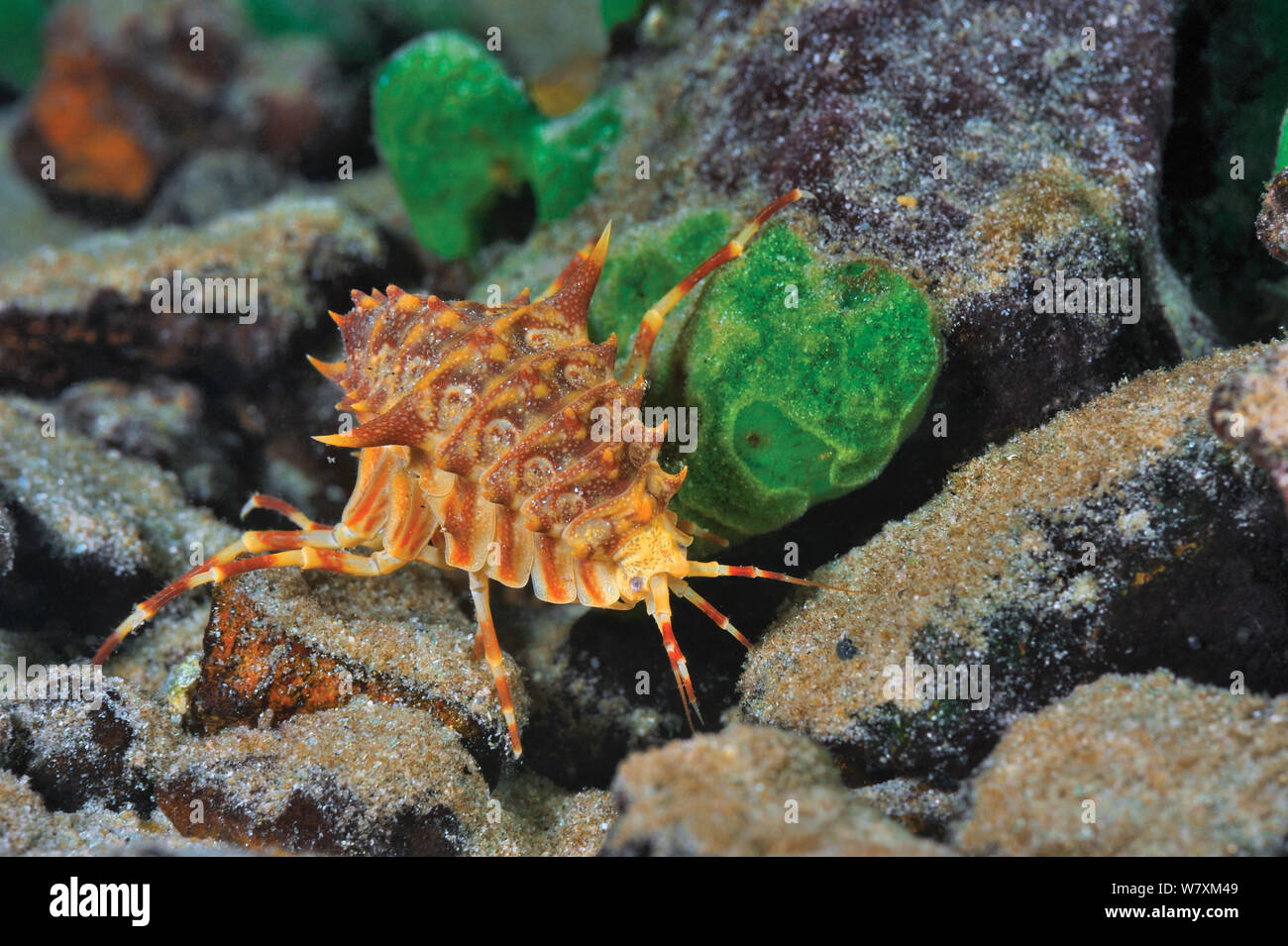 Amphipod (Cornugammarus maximus) endemic to Lake Baikal, found near the ...