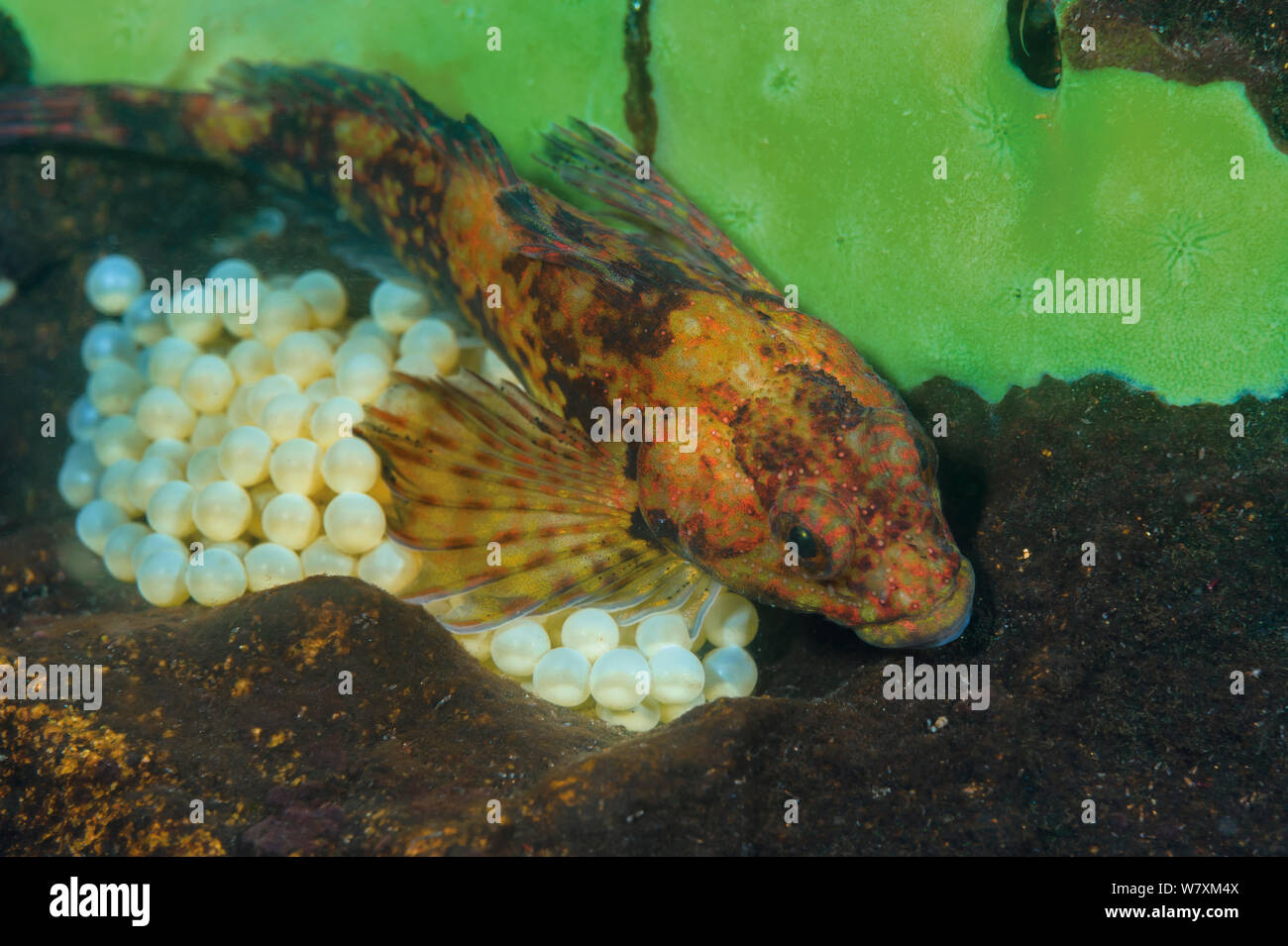 Sculpins hi-res stock photography and images - Alamy