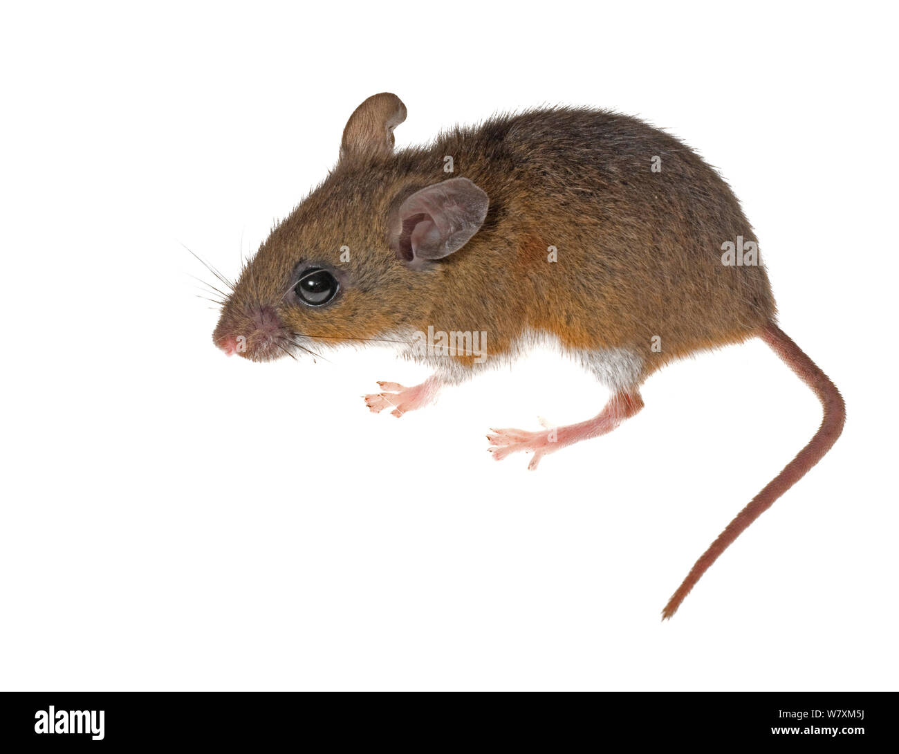 Wetland rodent Cut Out Stock Images & Pictures - Alamy