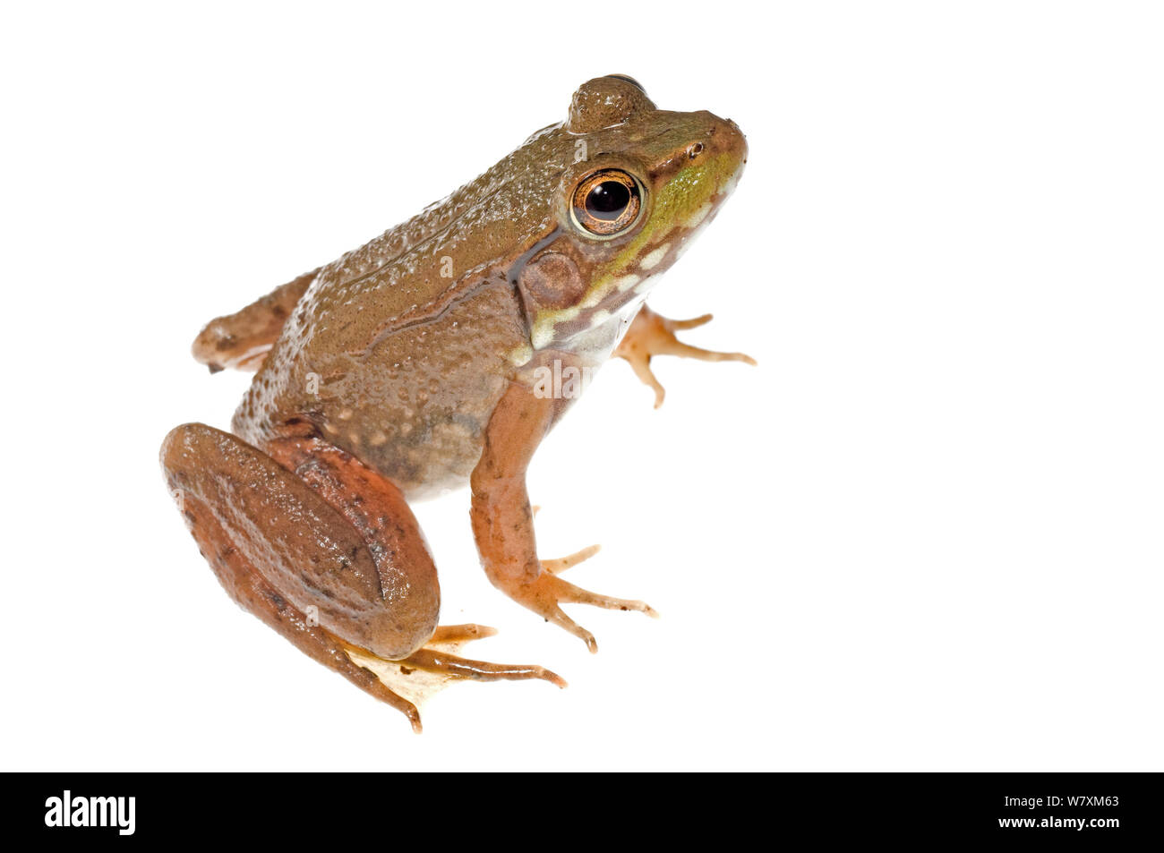 Bronze frog hi-res stock photography and images - Alamy