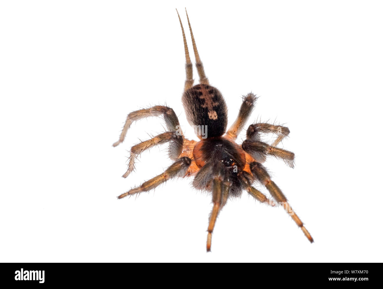 Rainforest tarantula Cut Out Stock Images & Pictures - Alamy
