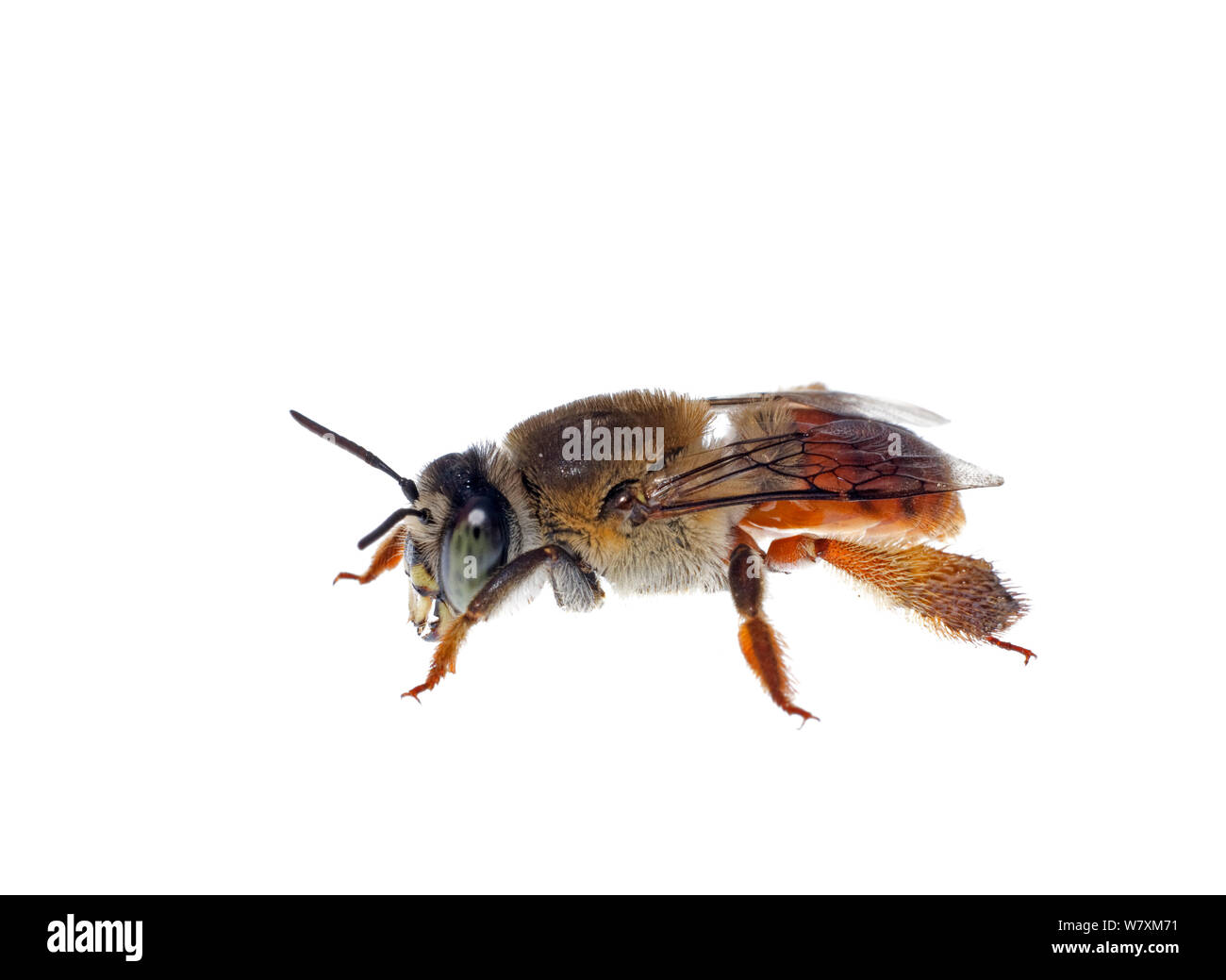 Centris bee hi-res stock photography and images - Alamy