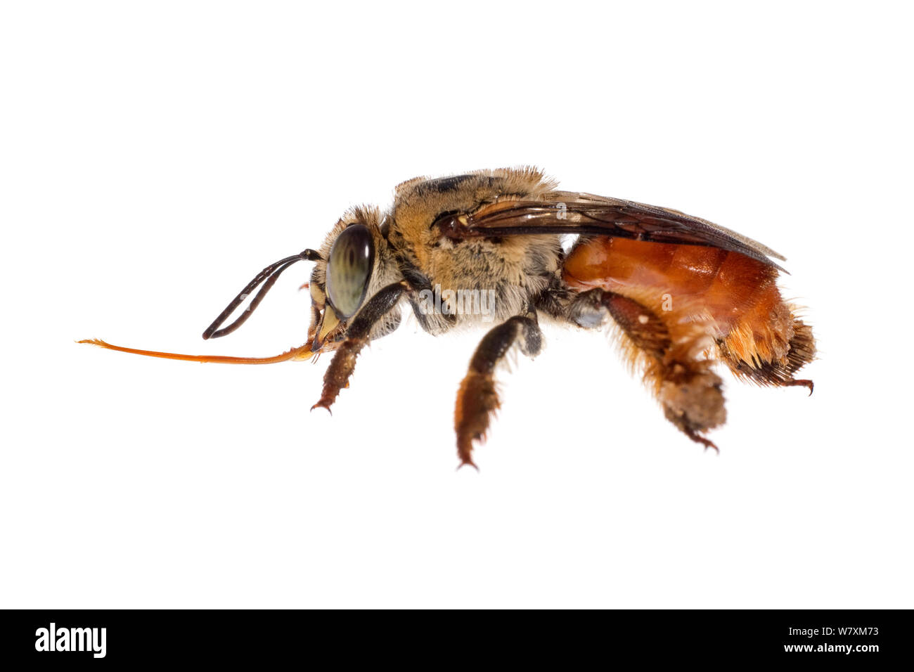 Centris sp hi-res stock photography and images - Alamy