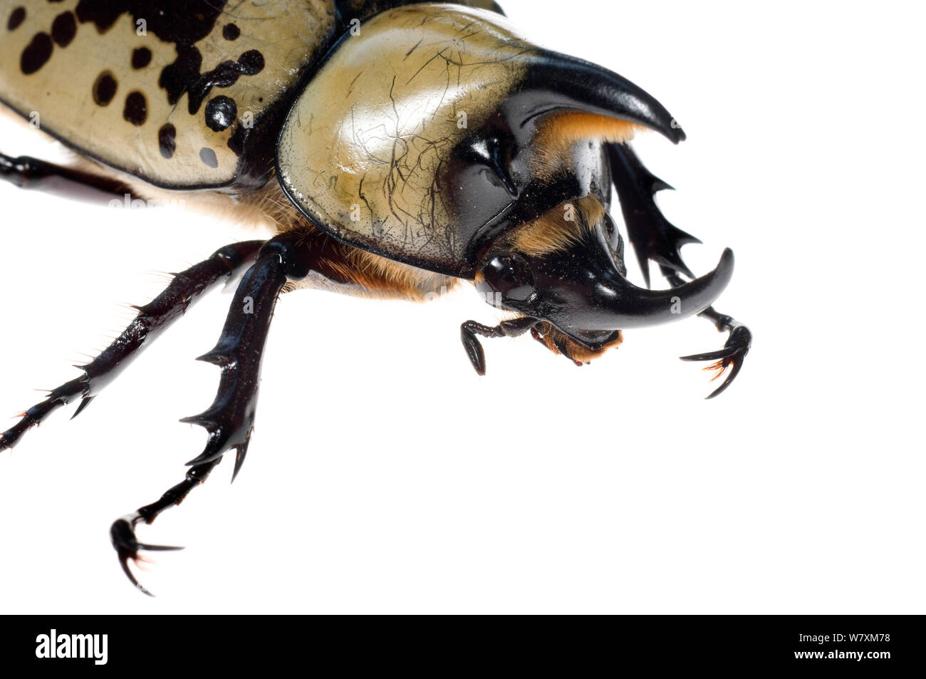 Hercules beetle dynastes hi-res stock photography and images - Alamy