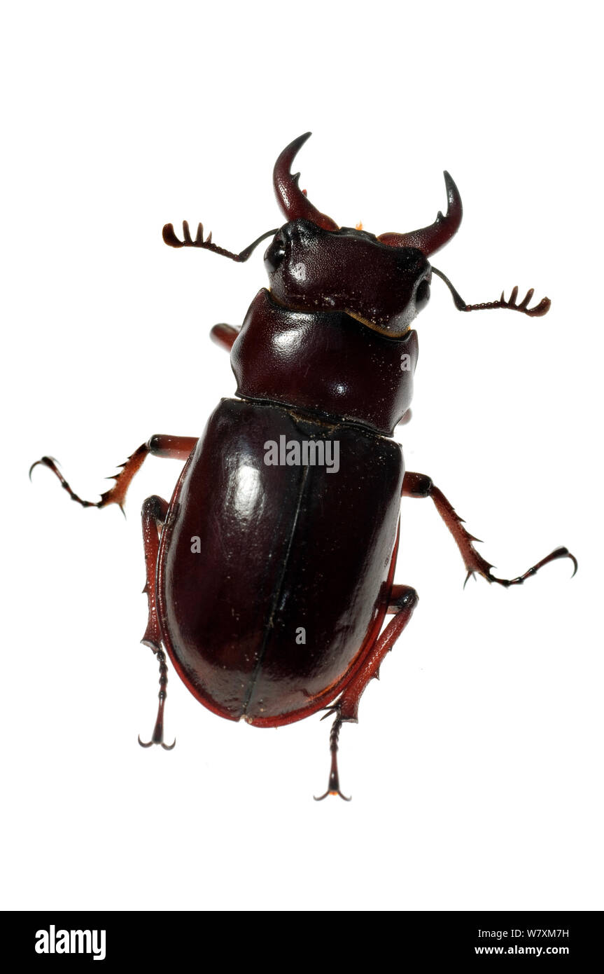 Stag beetle south america hi-res stock photography and images - Alamy