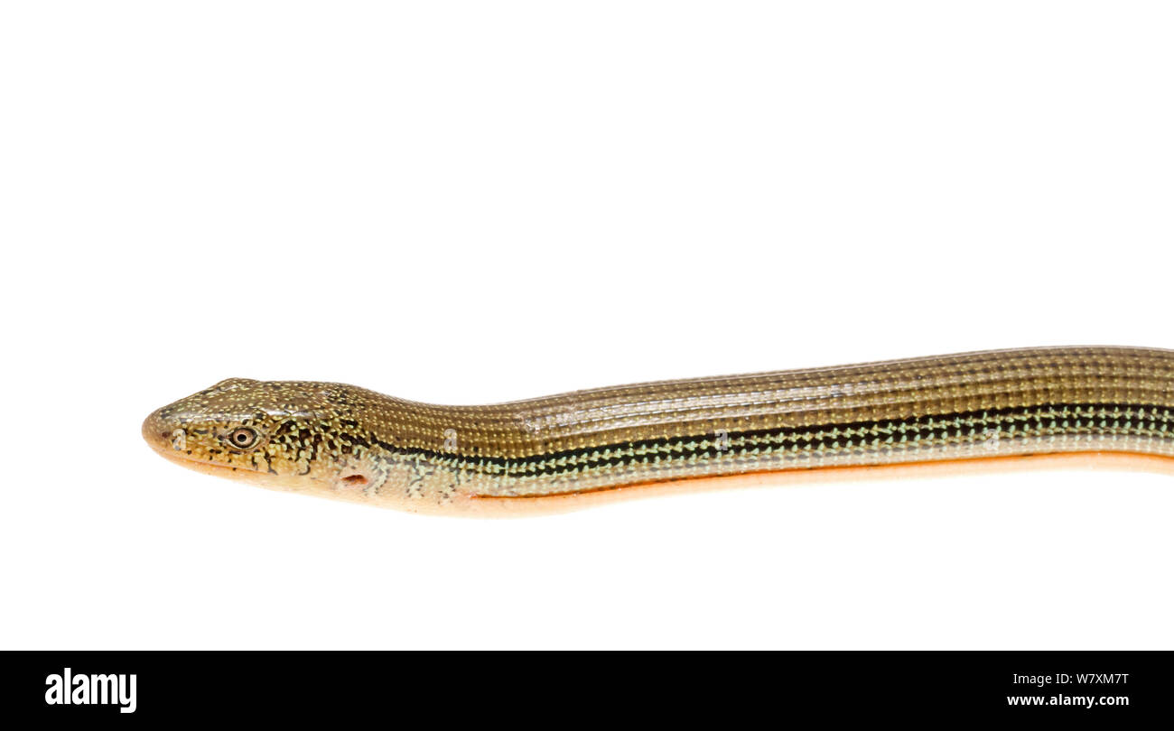 Eastern Glass Lizard (Ophisaurus ventralis), South Carolina, United ...