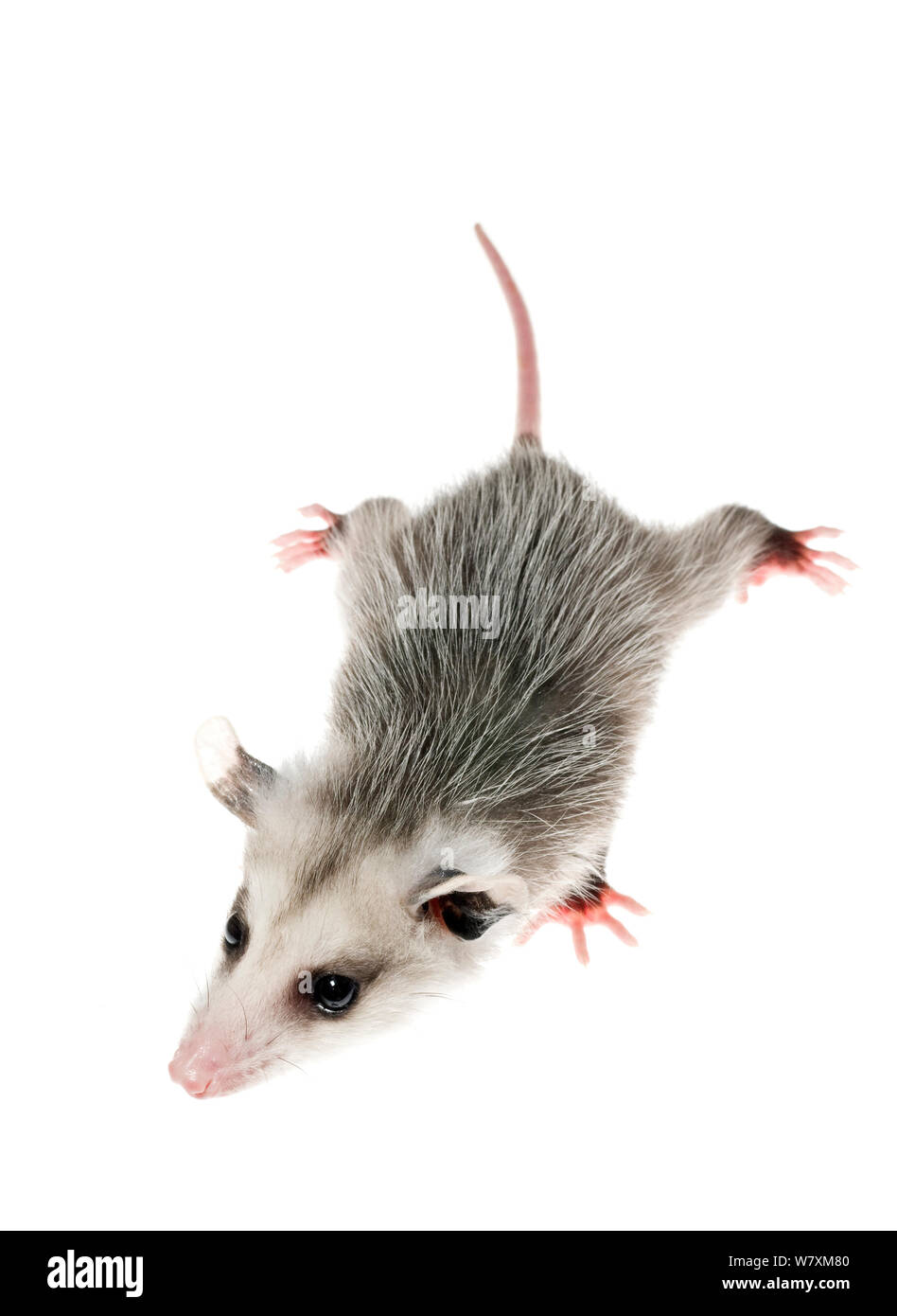 Southern opossum Cut Out Stock Images & Pictures - Alamy