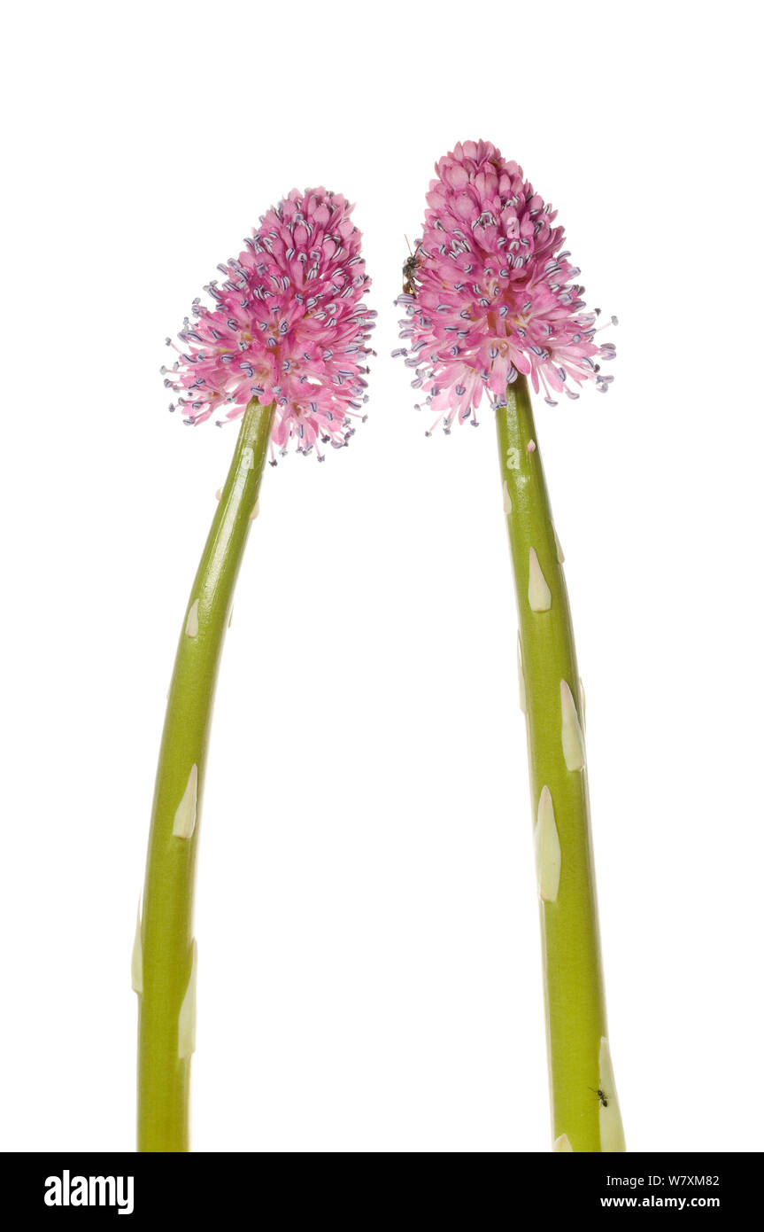 Swamp pink Cut Out Stock Images & Pictures - Alamy