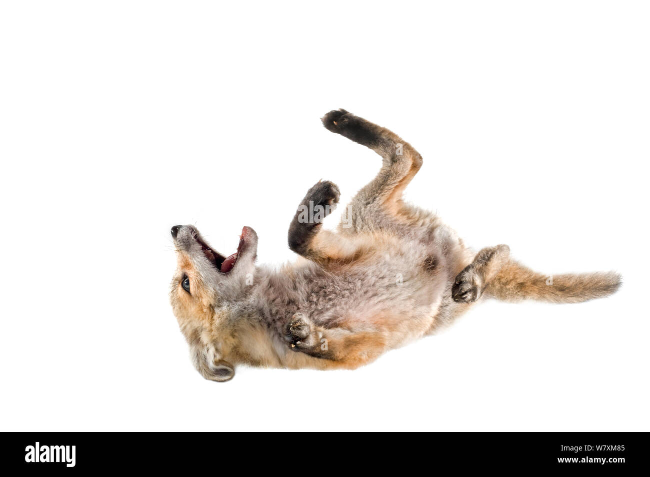 Red fox Cut Out Stock Images & Pictures - Alamy